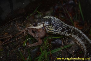 Where do Toads go in Vermont Winters? - Vagabond Way