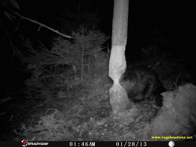 Amazing photos of a Beaver Felling Tree on Wildlife Camera - Vagabond Way