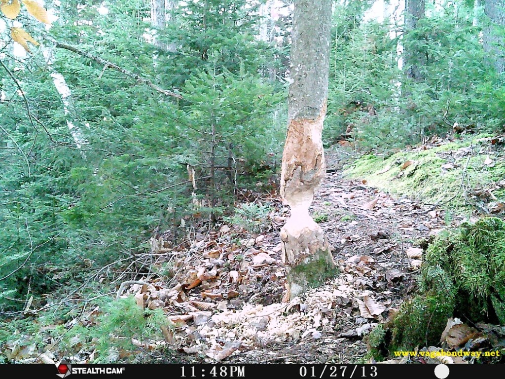 Amazing photos of a Beaver Felling Tree on Wildlife Camera - Vagabond Way