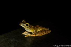 Kubah National Park A Frog Lovers Dream Borneo Malaysia - Vagabond Way