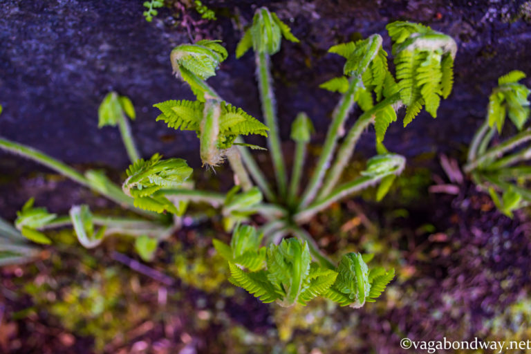 6 Lessons to Know From Beautiful Ferns Emerging - Vagabond Way