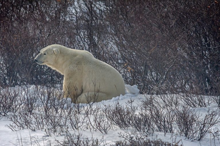 How to See Polar Bears on a budget in Churchill, Canada - Vagabond Way